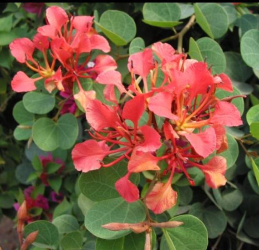 planthouse Kanchana Plant Price in India - Buy planthouse Kanchana ...