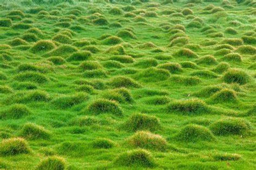 Syed Garden Korean Grass Seed Zoysia Grass 500 Gram Lawn Grass Seed Price In India Buy Syed