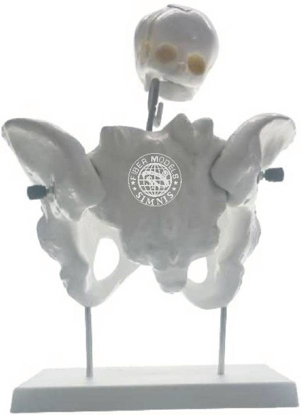SIMNIS Female Pelvis Model and Fetal Skull, Anatomically Correct Life ...