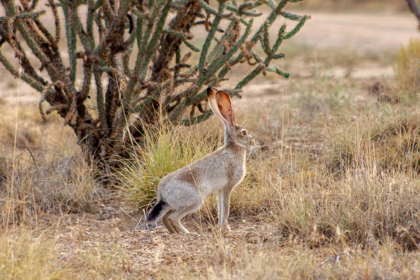 RABBIT POSTER, khargosh POSTER, ANIMALS Poster for Wall | A3 Posters ...