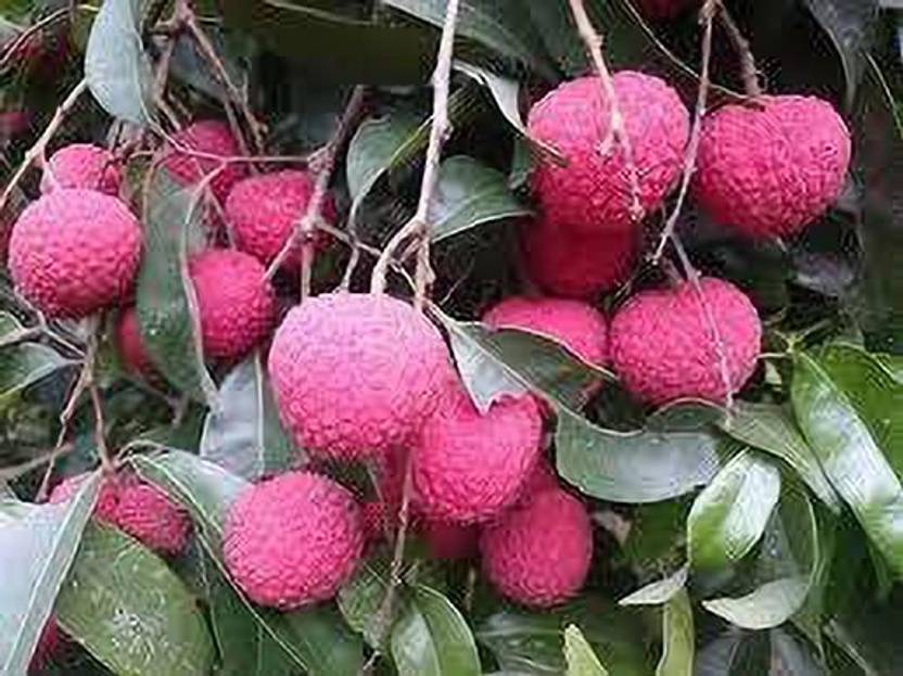 Fulmala Nursery Litchi Plant Price in India - Buy Fulmala Nursery ...