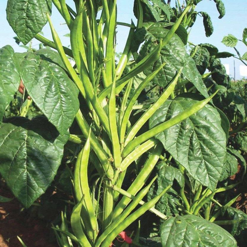 WATIKA Cluster Beans Gavar Seed Price in India - Buy WATIKA Cluster ...
