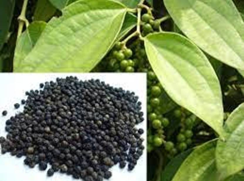 Golmorich Black Pepper Plant Price in India - Buy Golmorich Black ...