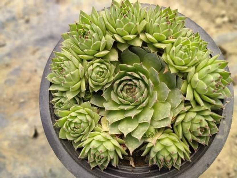 connifer Laxmi Kamal Plant Price in India - Buy connifer Laxmi Kamal ...