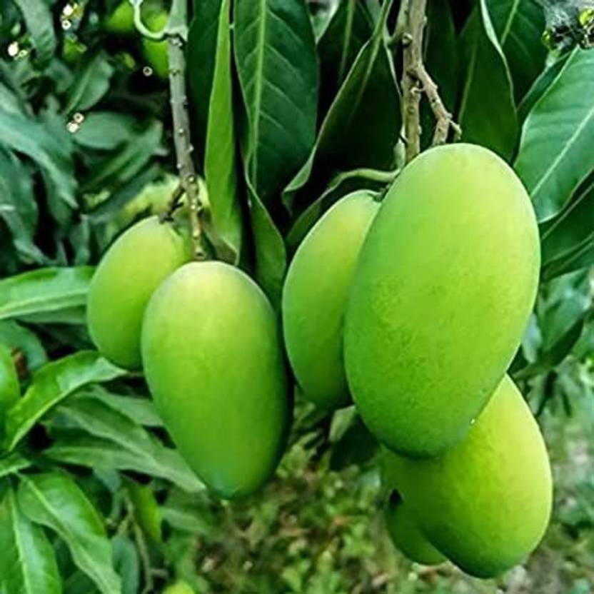 langda mango Mango Plant Price in India - Buy langda mango Mango Plant online at Flipkart.com