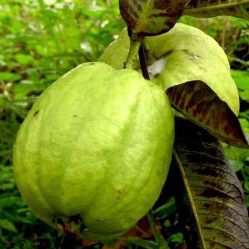 KANAYA Guava/Amrood/Amrud Fruit Plant Seed Price in India - Buy KANAYA ...