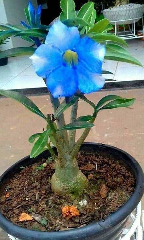 VANASPATI UDYAN Adenium Plant Price in India - Buy VANASPATI UDYAN ...