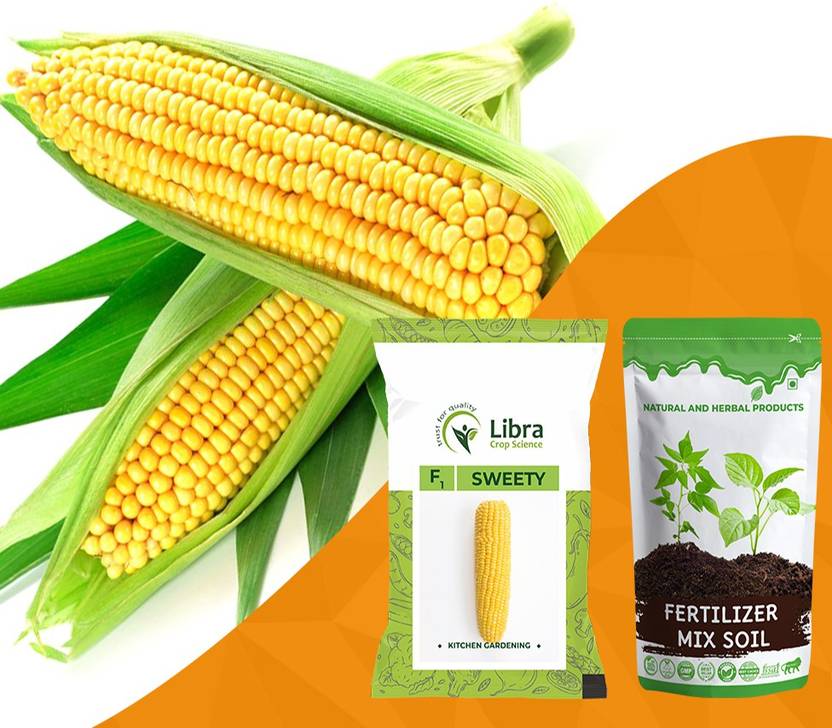 NATURAL AND HERBAL PRODUCTS Sweet Corn Seeds for Home Garden | Hybrid ...