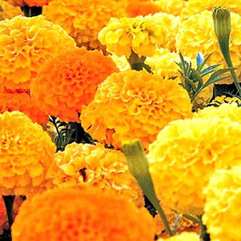 KANAYA African Marigold/ Gainda Flower Seed Price in India - Buy KANAYA ...