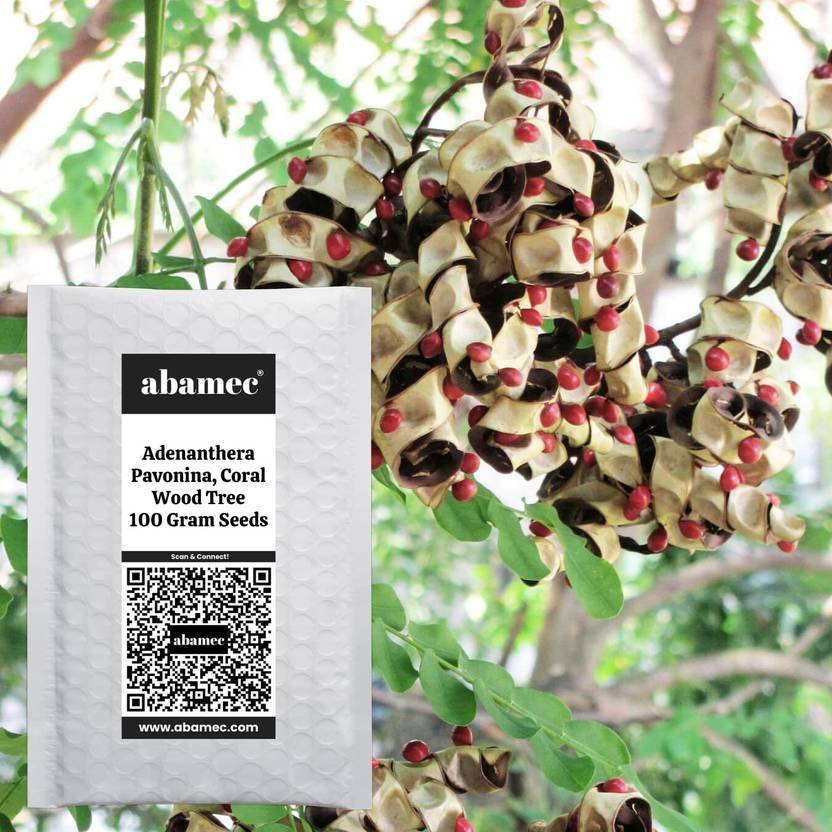 Abamec Circassian Bean Tree Seeds, Red Lucky Seeds (Adenanthera ...