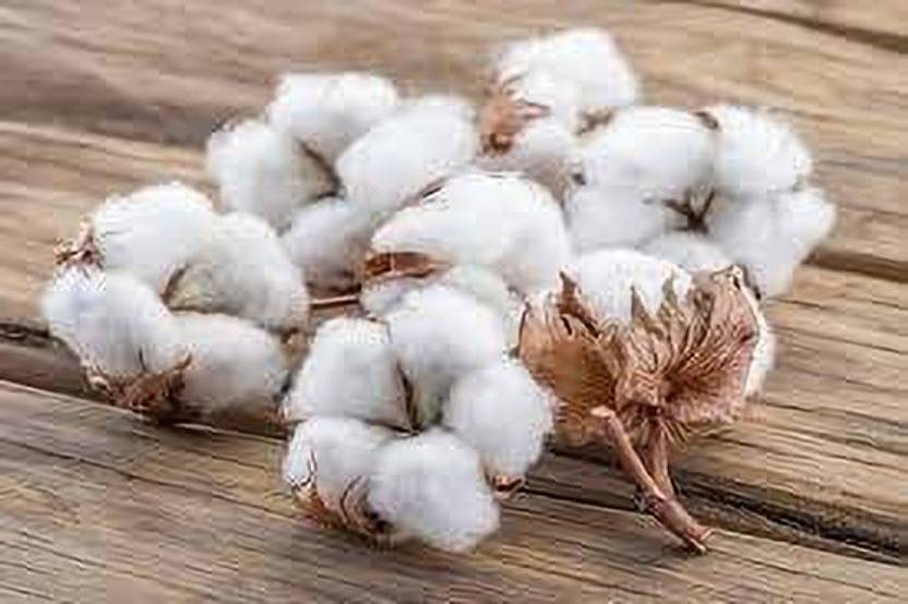 SM Exports Cotton Seeds / Paruthi Seeds 500g ( for Paruthi Paal ...