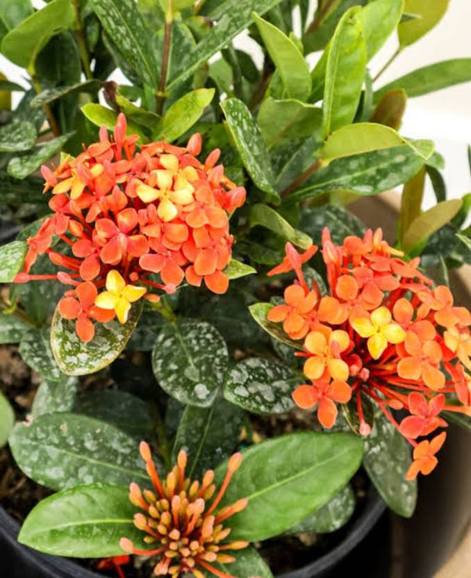 rangan Ixora Singaporensis Red Flowering Plant Price in India - Buy ...