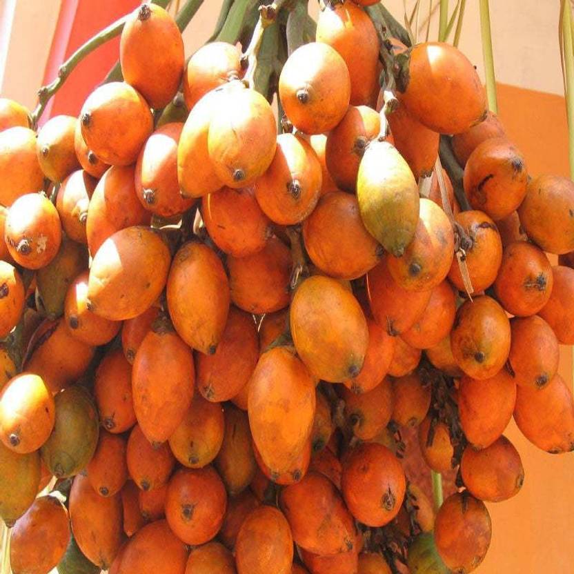 PLANTSBAZAR Betel Nut/Supari Plant Price in India - Buy PLANTSBAZAR ...