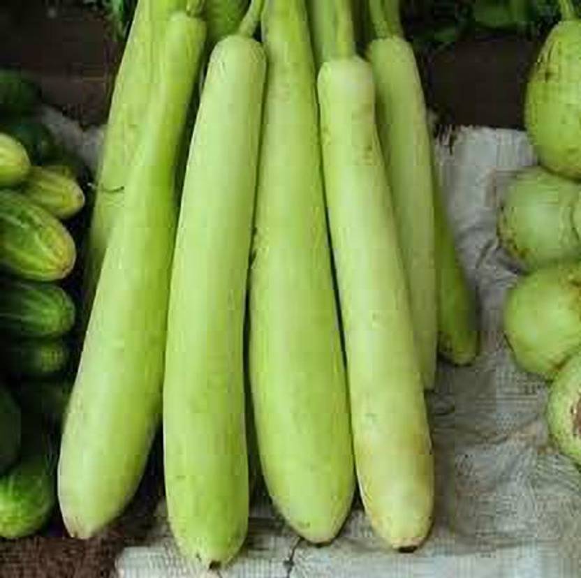 KANAYA Bottle Gourd Seeds, Lauki, Doodhi, Surakkai, Pechura, Sorakkaya ...