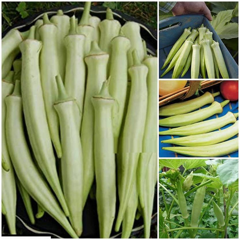 Biosnyg ™SBN-370 White okra F1 Hybrid variety Seed Price in India - Buy ...