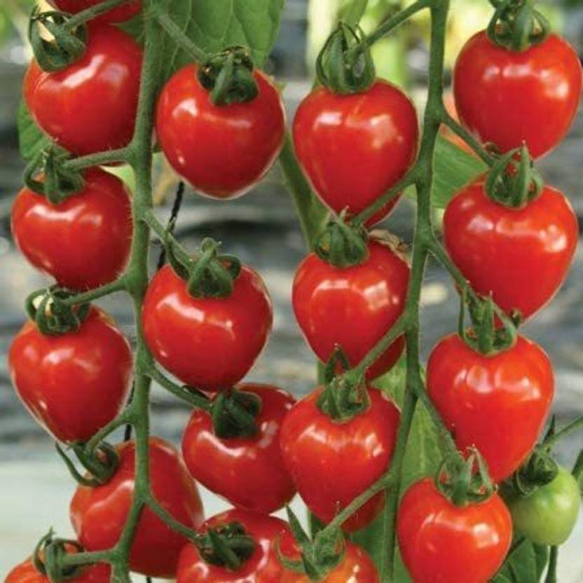 Biosnyg ™PSAU-979 German Red Strawberry Tomato Seed Price in India ...