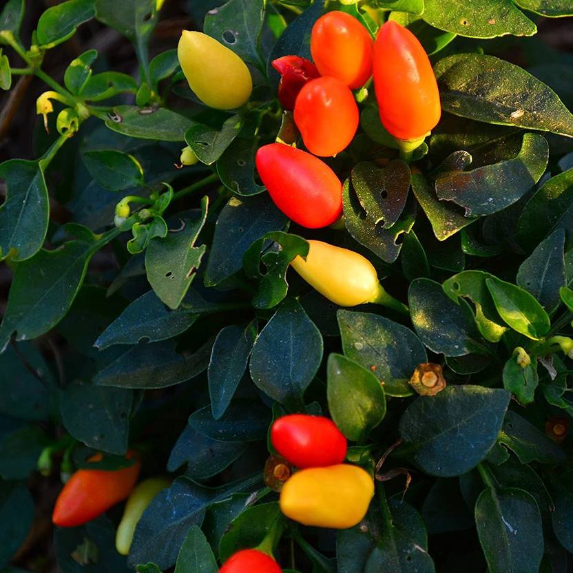 WILLVINE XLL-858 Prairie Fire Chilli Pepper Seeds Seed Price in India ...