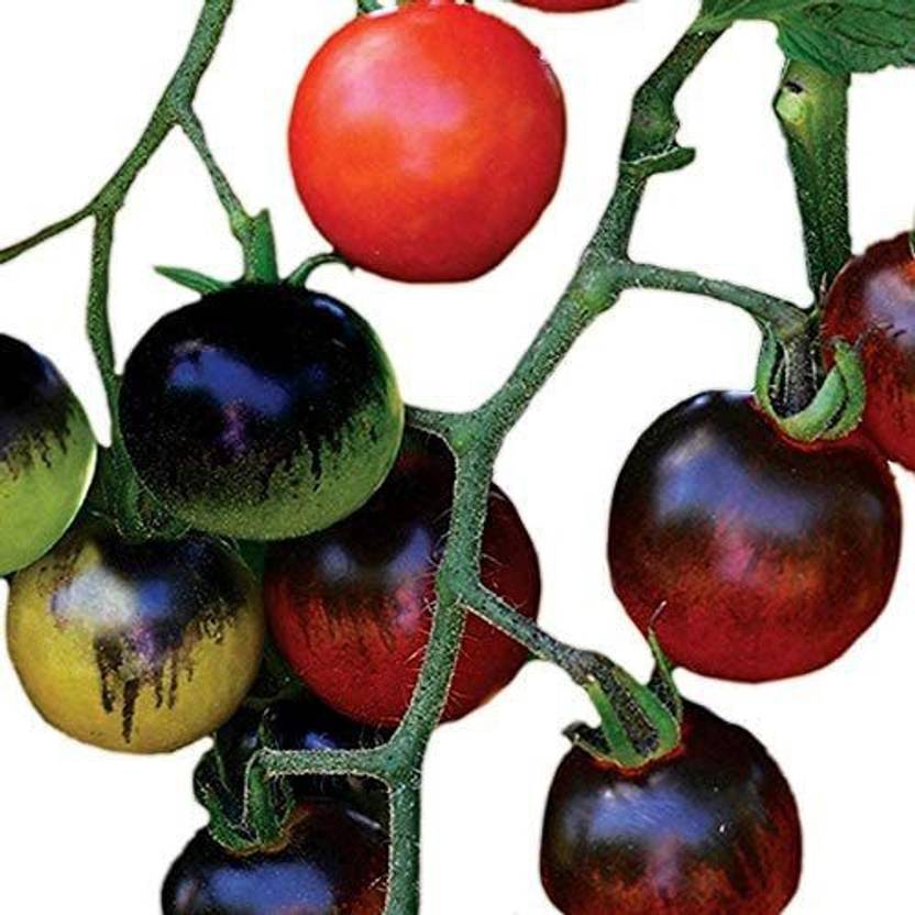 Biosnyg ™CIAR-537 Midnight Snack Award Winning Tomato Seed Price in ...