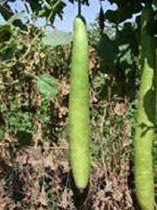 KANAYA Bottle Gourd Lauki Lau Clabash Seeds Hybrid Seed Price in India ...