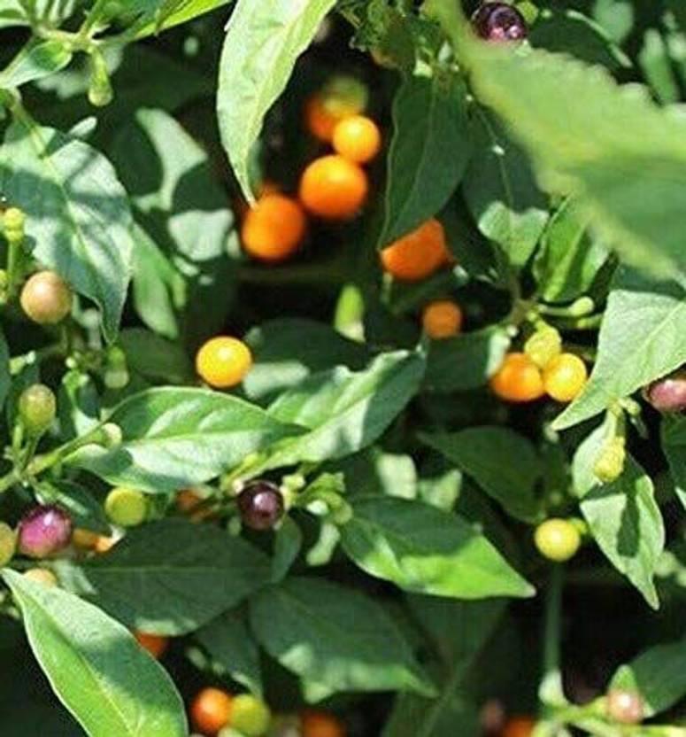 WILLVINE GBPUT-459 Rare Aji Charapita Hot Chilli Seeds Seed Price in ...