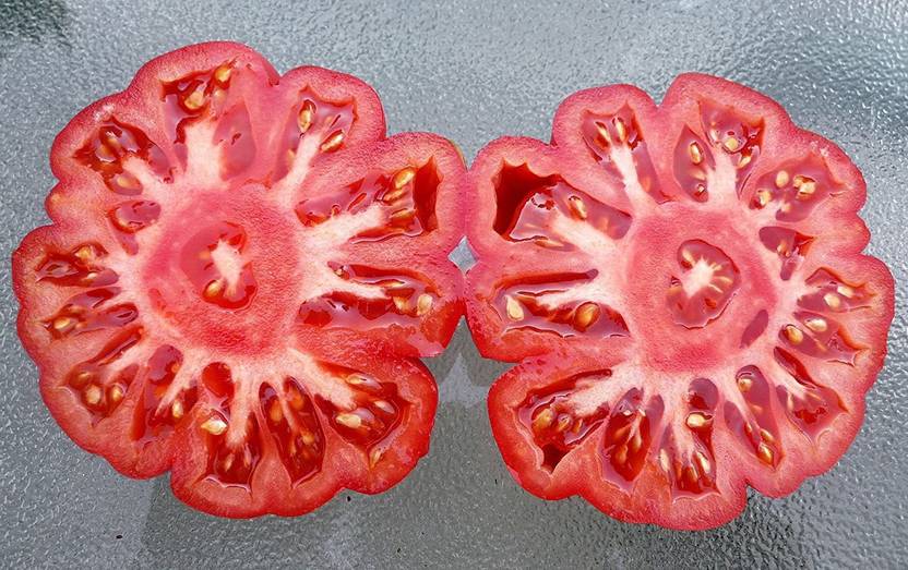 WILLVINE GUA-258 Costoluto Genovese Pomodoro Tomato Seeds-1000 Seeds ...