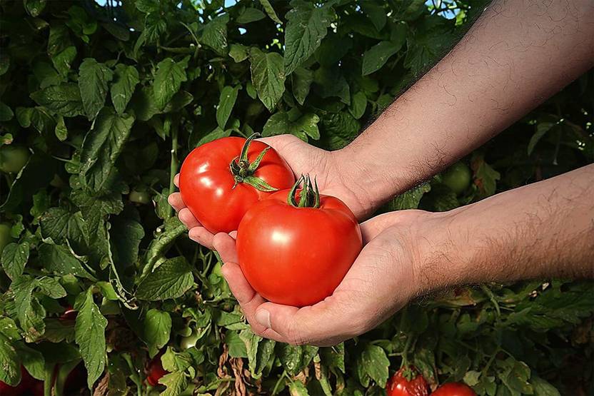 WILLVINE LX-473 Tomato Red Deuce Seeds-250 Seeds Seed Price in India ...