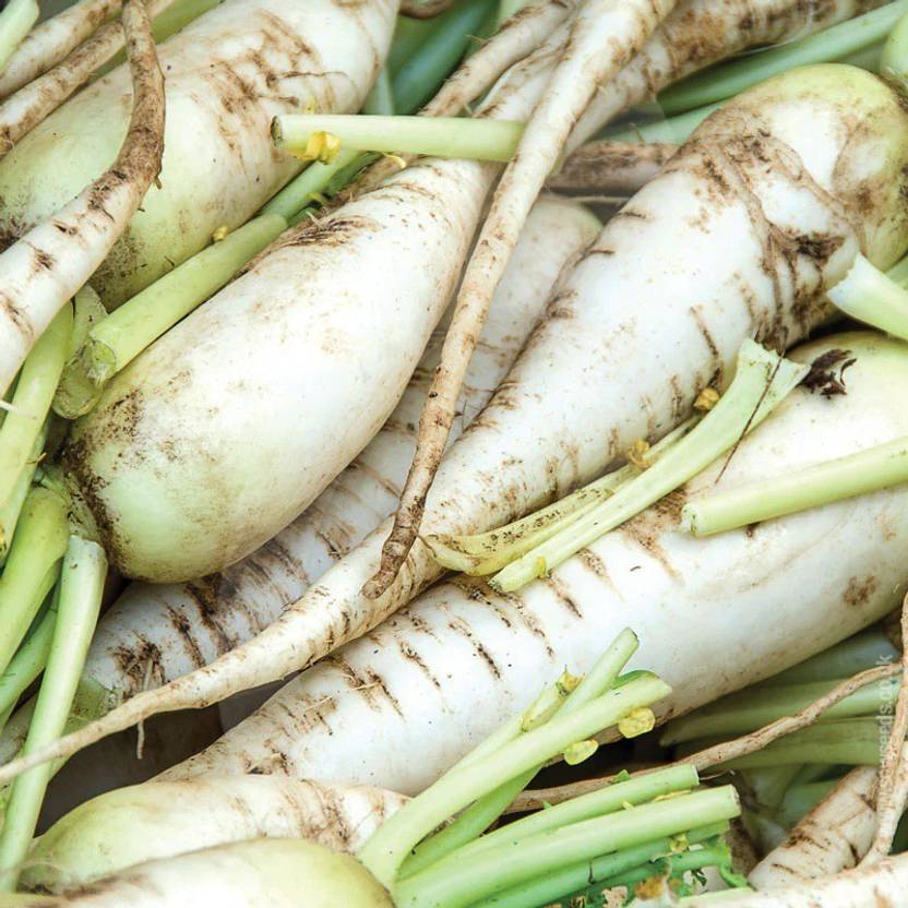 VINTI Daikon Radish (Mooli) Seed Price in India - Buy VINTI Daikon ...