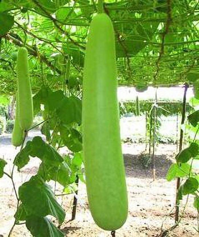 KANAYA Long Gourd Dudhi Zucca Lauki Seed Price in India - Buy KANAYA ...
