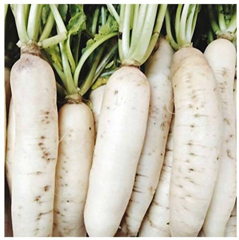 VINTI Rare White Radish (Mooli) Vegetable Seed Price in India - Buy ...