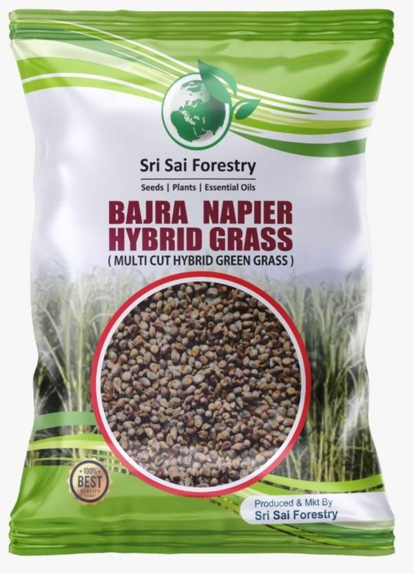 Sri Sai Forestry Bajra Napier Hybrid Grass Seeds Multi Cut Grass Seed