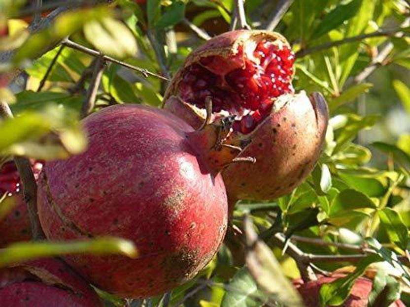 WILLVINE TLX-118 Fruit Plant Pomagranate (Anar)Seeds Seed Price in ...
