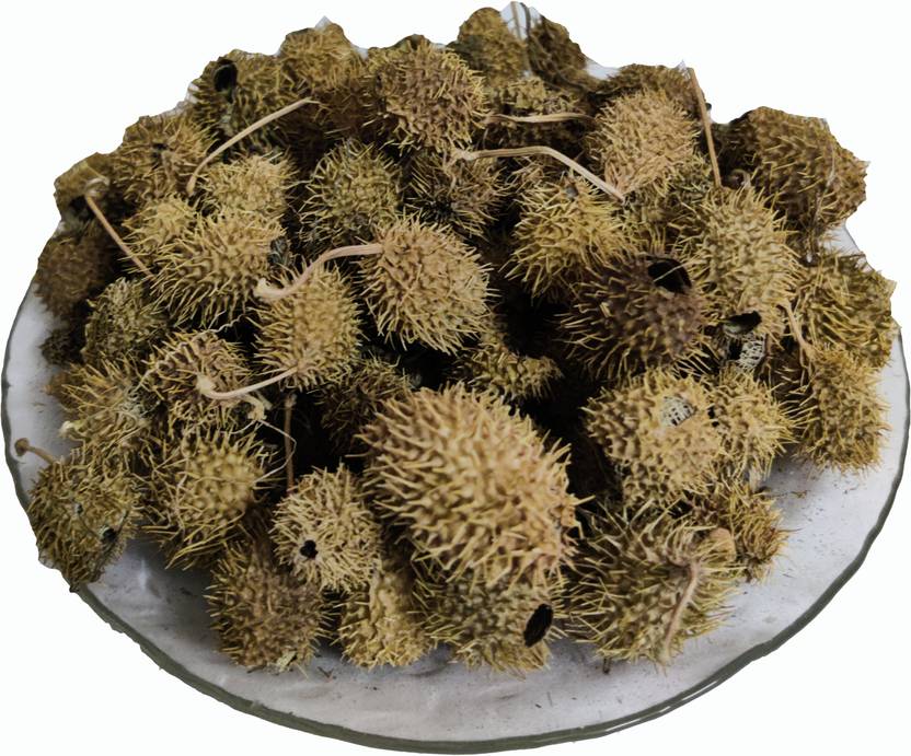 Nature Green BINDAAL DODA - DEVDALI - BANDAL PHAL - THORN GOURD Seed ...