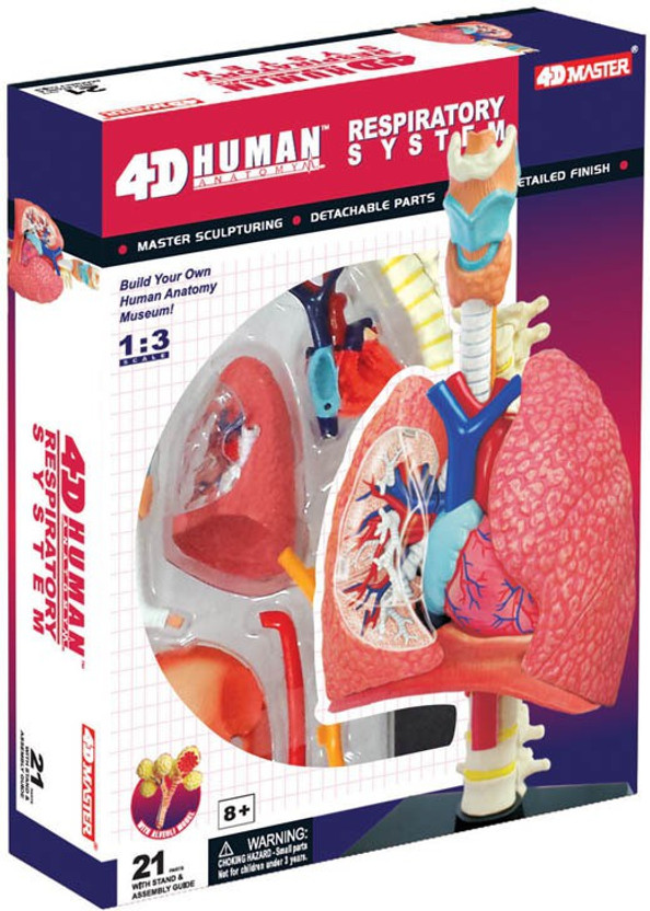 Tedco 4d Respiratory System Model With Balloons TEDCO 4D Respiratory ...