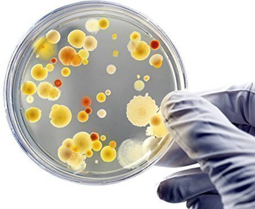 Evviva Sciences Amazing Bacteria Science Kit Prepoured Agar Plates and ...