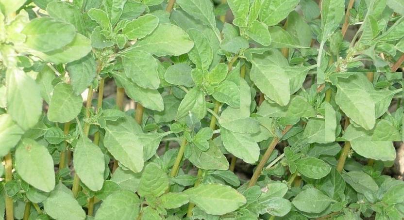 Nurturing Green Nurturing Green Chowlai Bhaji Seeds Seed Price in India ...