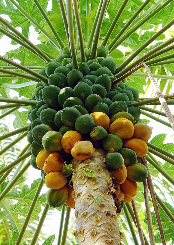 Real Seed Pusa Nanha Dwarf Papaya F1 Hybrid Imported Seed Price in ...