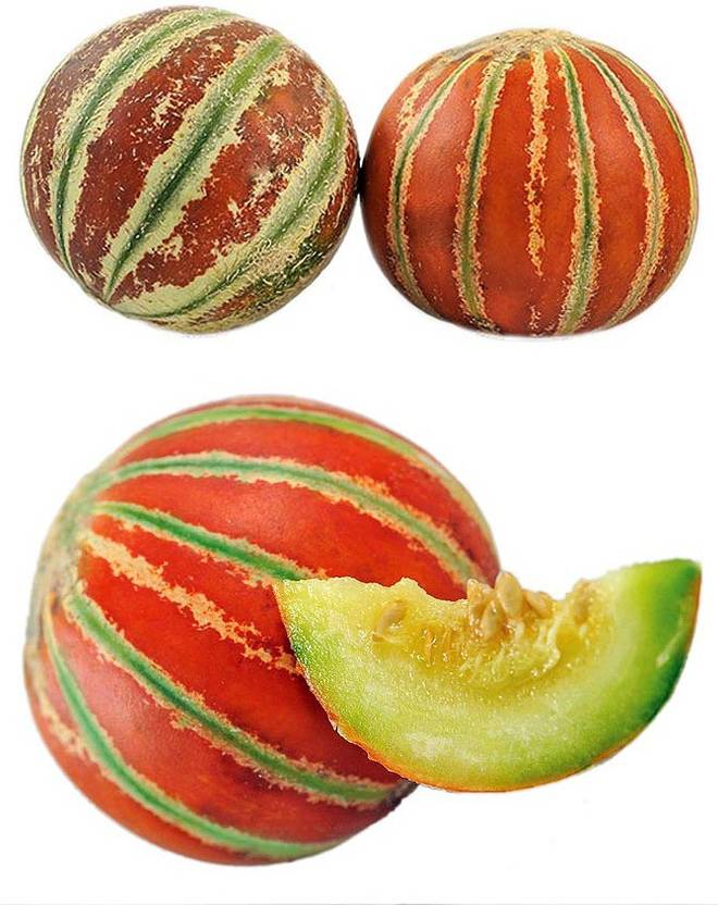 Real Seed Musk Melon Kajri F1 Hybrid Imported Seed Price In India Buy