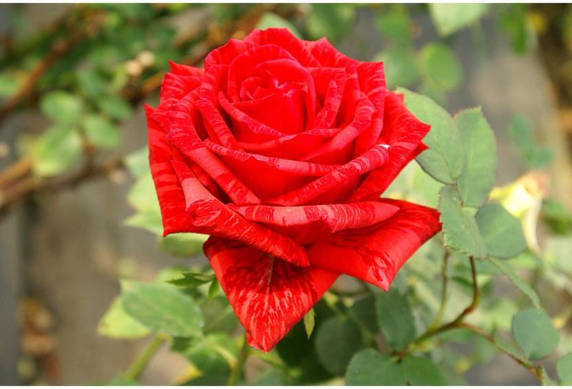 Rainbow Spring Seeds Red Tiger Rose Flower Seed Price in India - Buy ...
