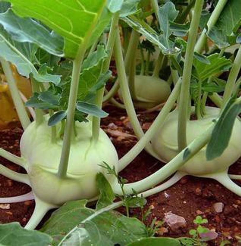 RAUNAK SEEDS Knolkhol Seed Price in India - Buy RAUNAK SEEDS Knolkhol ...