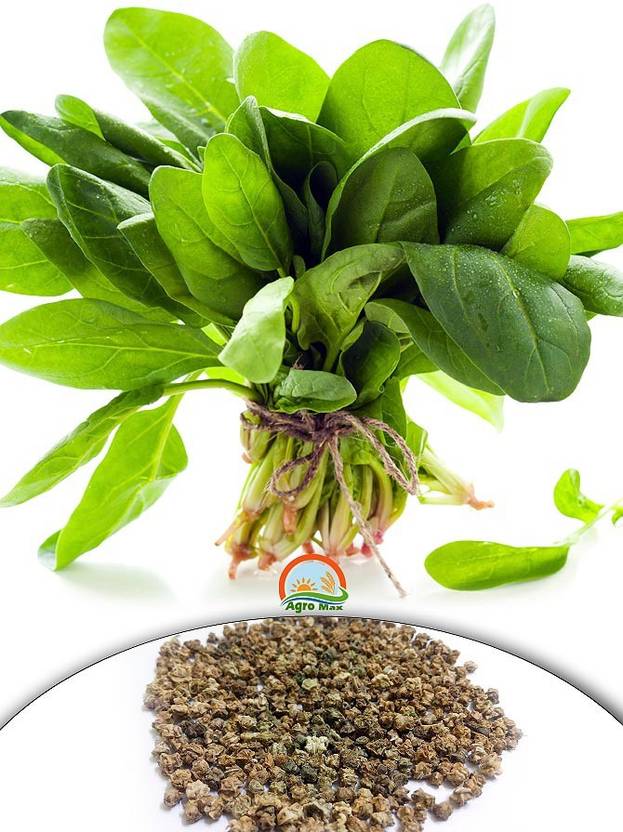 Agro Max Green Spinach Palak Vegetable Seeds Seed Price In India