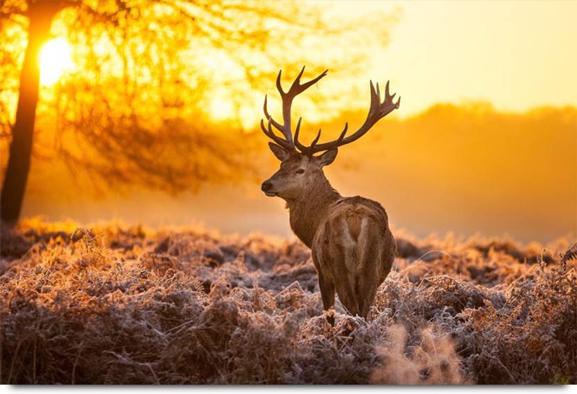 Deer Looking Back Paper Print - Animals posters in India - Buy art ...