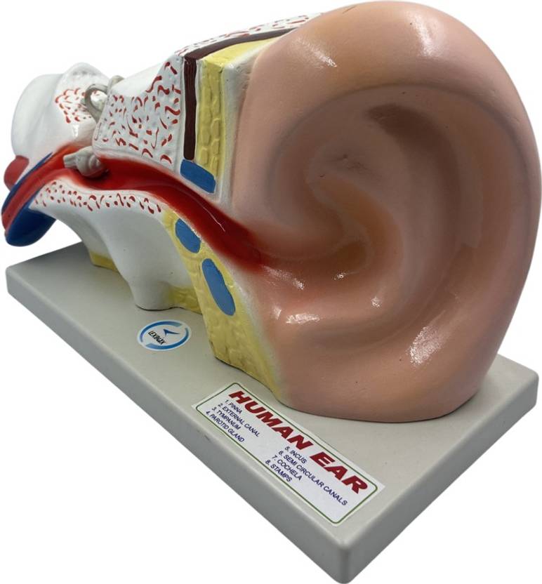 Lexbax Human Ear Anatomical Model on Base Educational Human Ear 3DModel ...