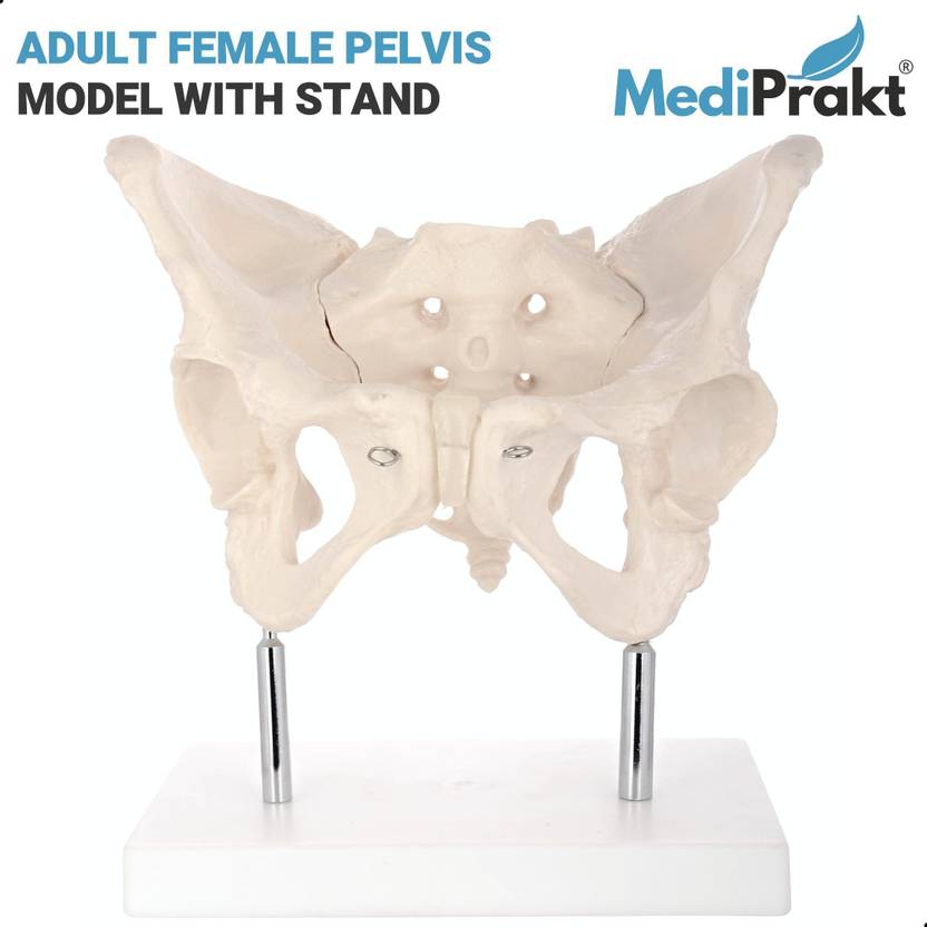 MediPrakt | FEMALE PELVIS MODEL WITH STAND | Break Resistant PVC ...