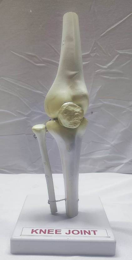 PANDAS KNEE JOINT MODEL Anatomical Body Model Price in India - Buy ...