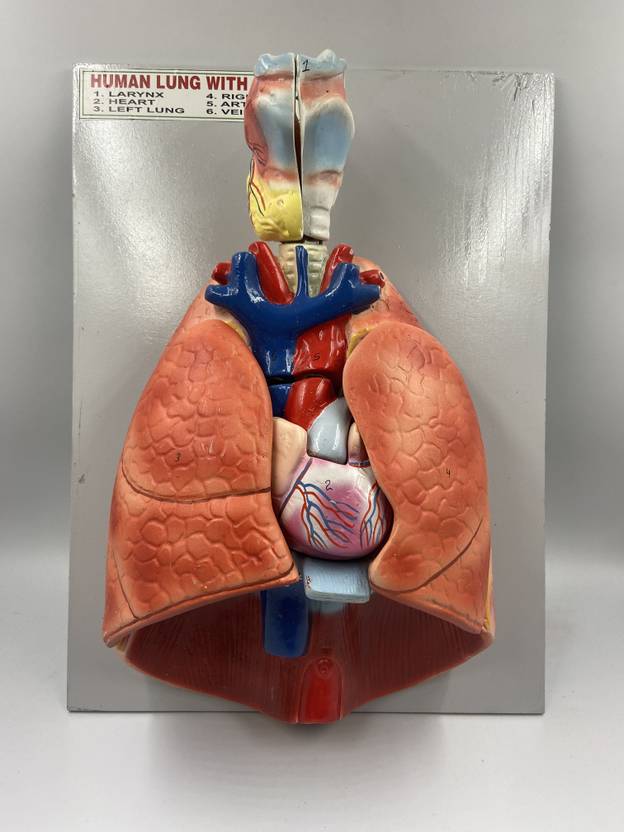 Lexbax Human lungs with heart life size Model on board (Pack of 1 ...