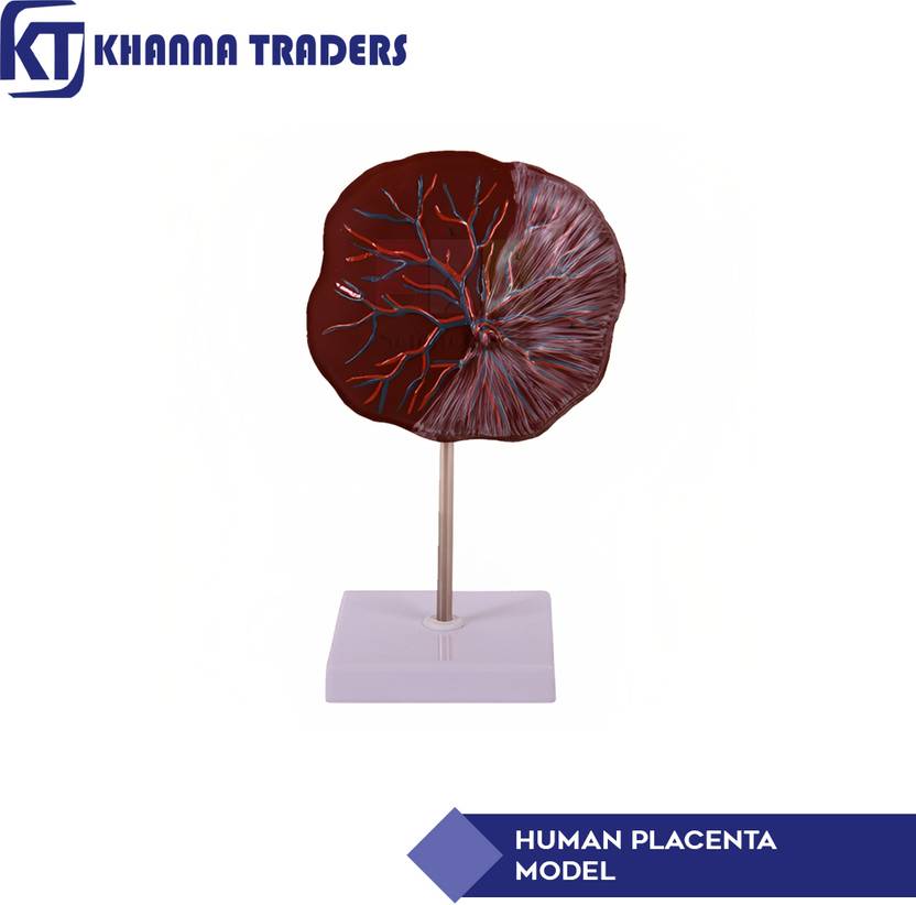 KHANNA TRADERS HUMAN PLACENTA ANATOMIC MODEL Anatomical Body Model ...