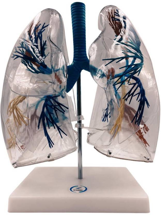 Lexbax Lungs model export quality (Pack of 1 ) Anatomical Body Model ...