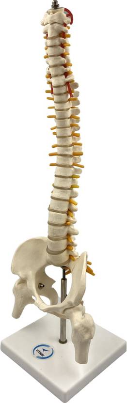 Lexbax Human Mini Spine Model(Vertebral/Spinal Column Model)on plastic ...