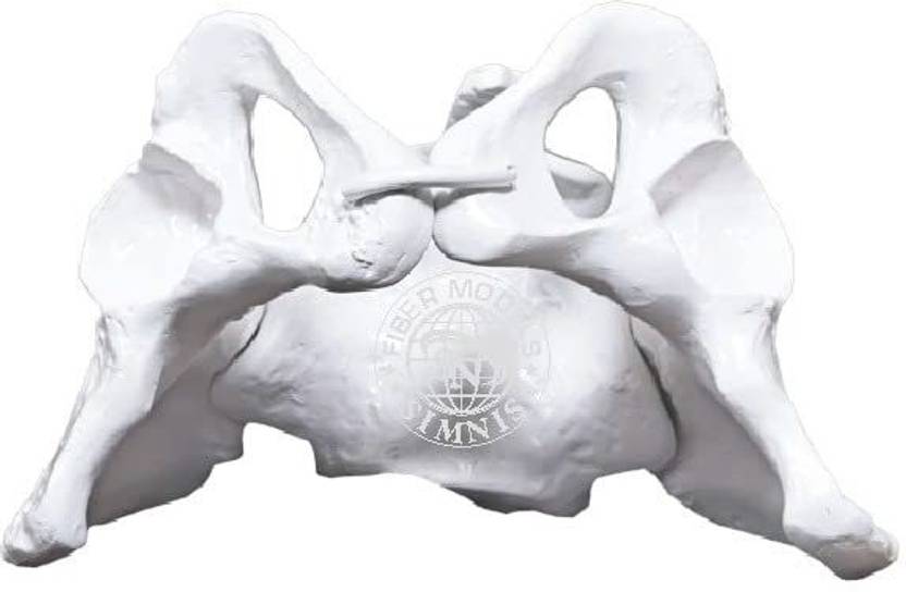 SIMNIS Female Pelvis Skeleton Model, Anatomically Correct Anatomical ...