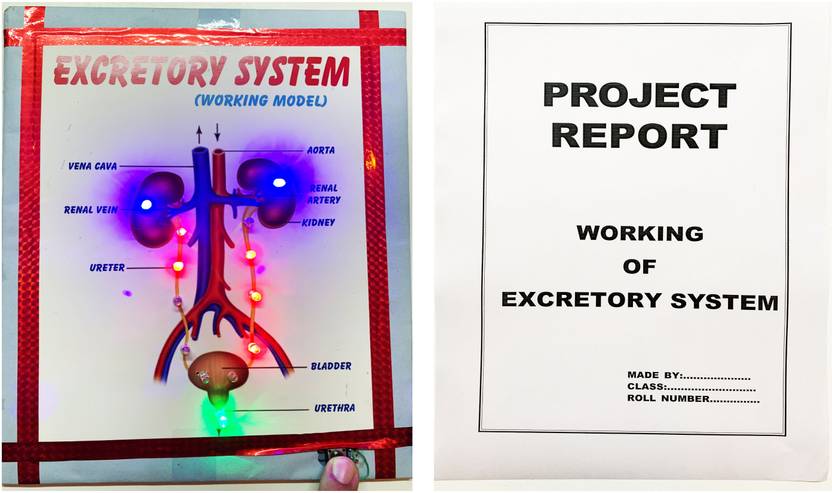 ONTEX ELECTRONICS Excretory System Biology Working Model and Project ...